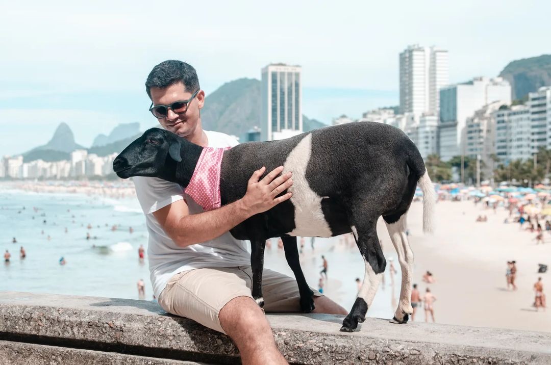 Bichos na Escuta #73: conheça Rebeca, a ovelha carioca – Pop e Arte