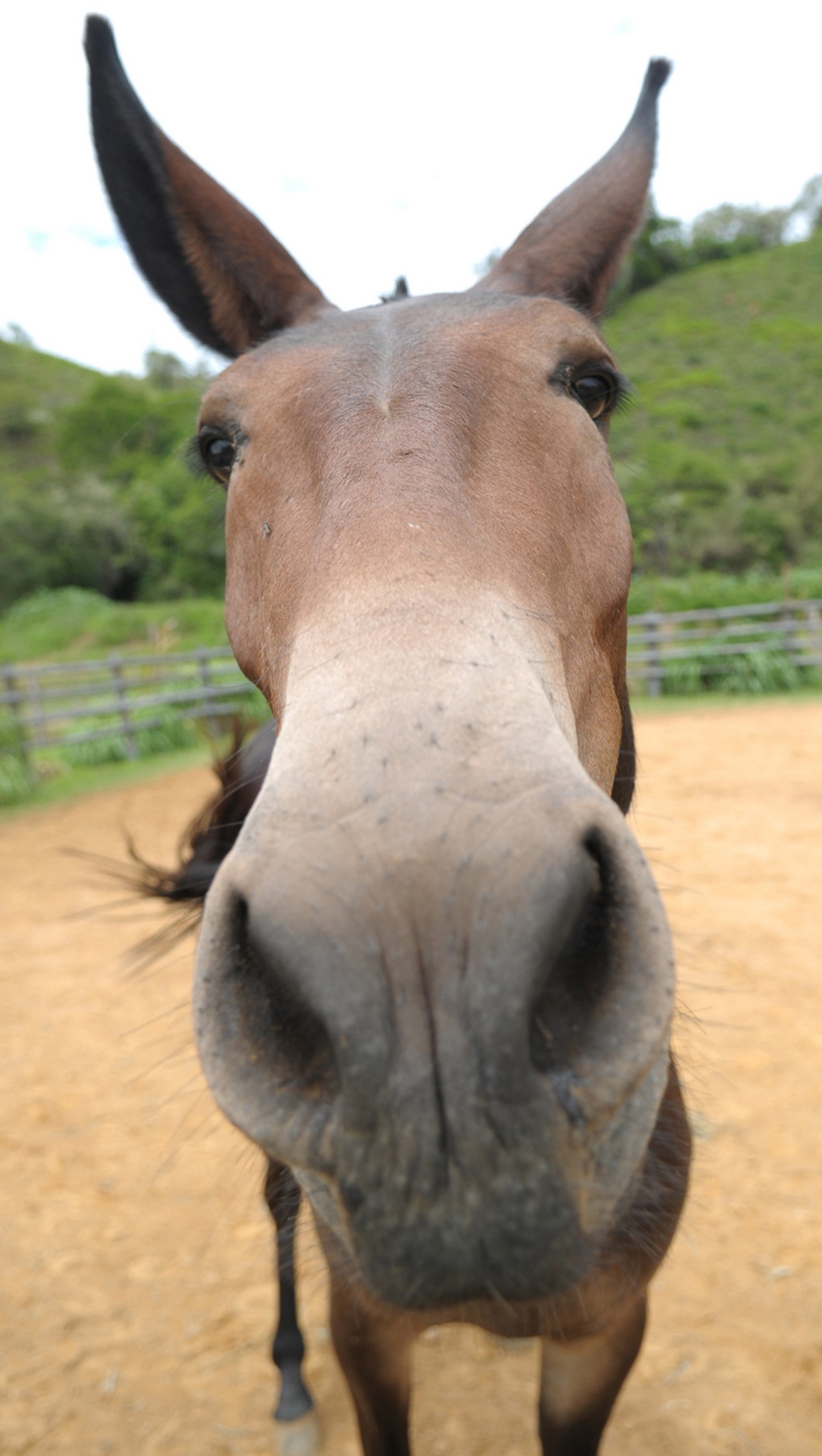 Quando uma mula pode valer mais que um carro | Agronegócios | Valor ...
