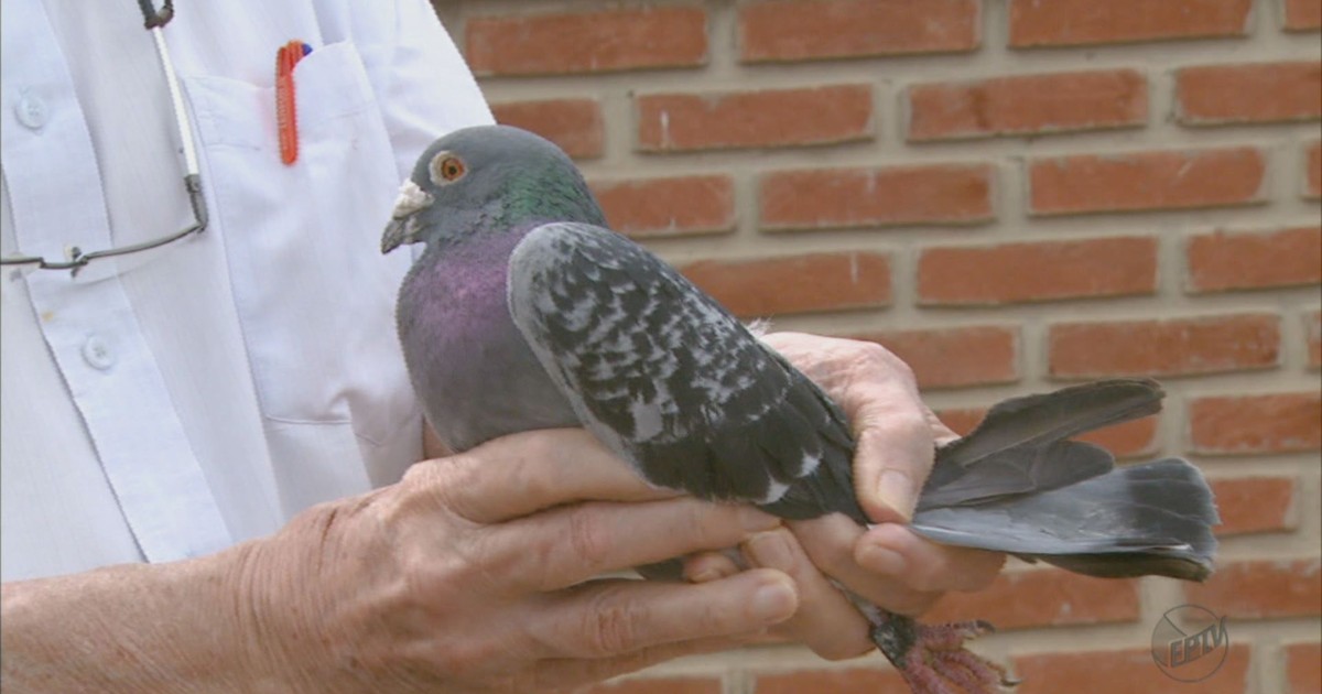 G1 - Campeão nacional, pombo de Casa Branca voou 488 quilômetros em 6h ...
