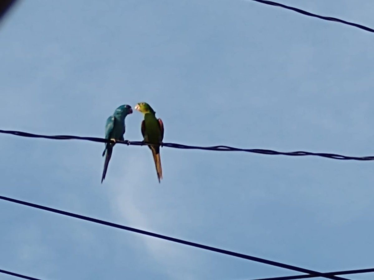Maritaca azul é registrada em Rio Claro (SP); ave é considerada mutante ...