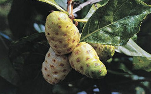 Consumo de noni - Revista Globo Rural | GR Responde