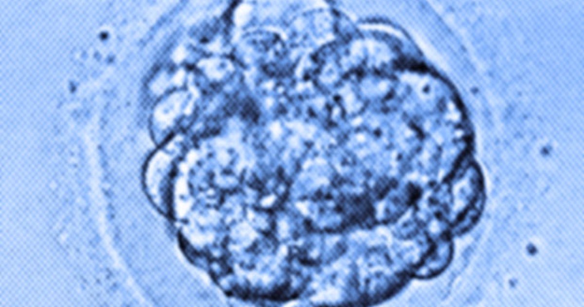 G1 - Reino Unido autoriza manipulação genética de embriões para ...