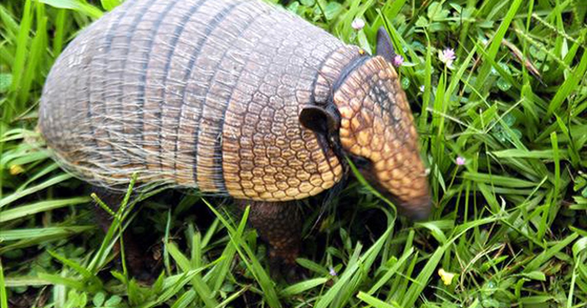 G1 - Tatu-peba - notícias em Fauna