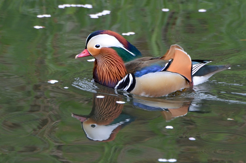 Casal do interior paulista cruza o oceano para observar aves no Japão ...
