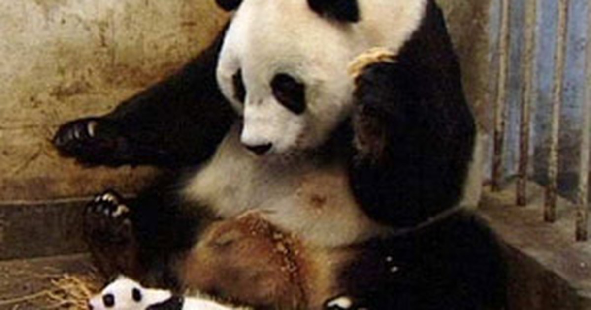 G1 - Sucesso na web, vídeo de panda espirrando vai virar longa-metragem ...