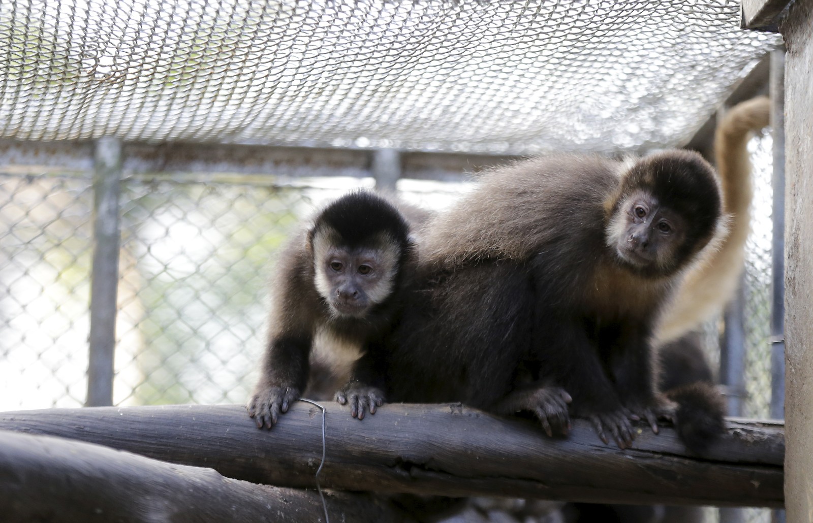 Macacos machos em uma ilha caribenha fazem mais sexo entre si do que ...