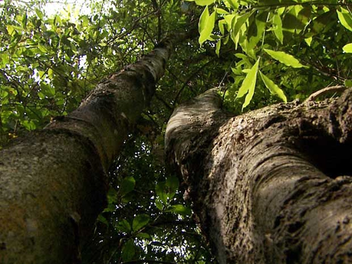 Vagas para passeio ‘assombrado’ pela Mata Santa Genebra, em Campinas ...