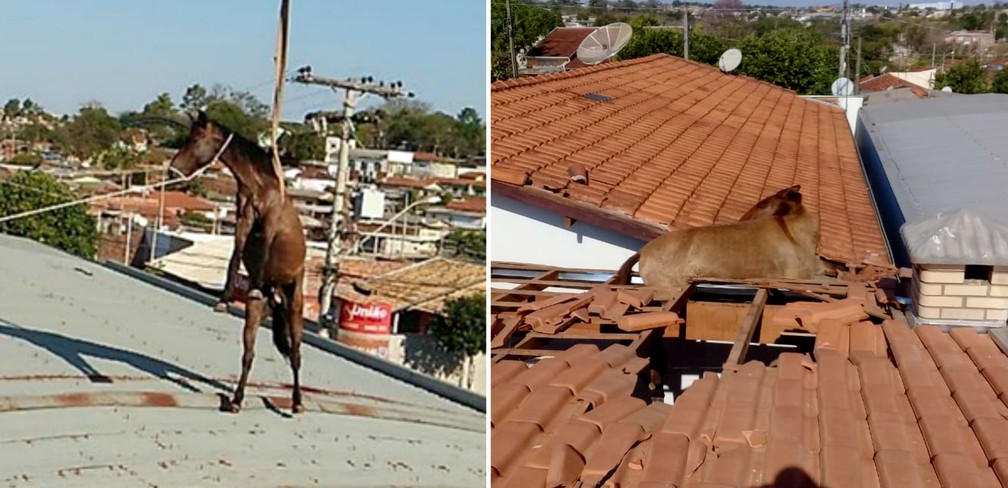Cavalos sobem em telhado e resgate mobiliza Corpo de Bombeiros no ...