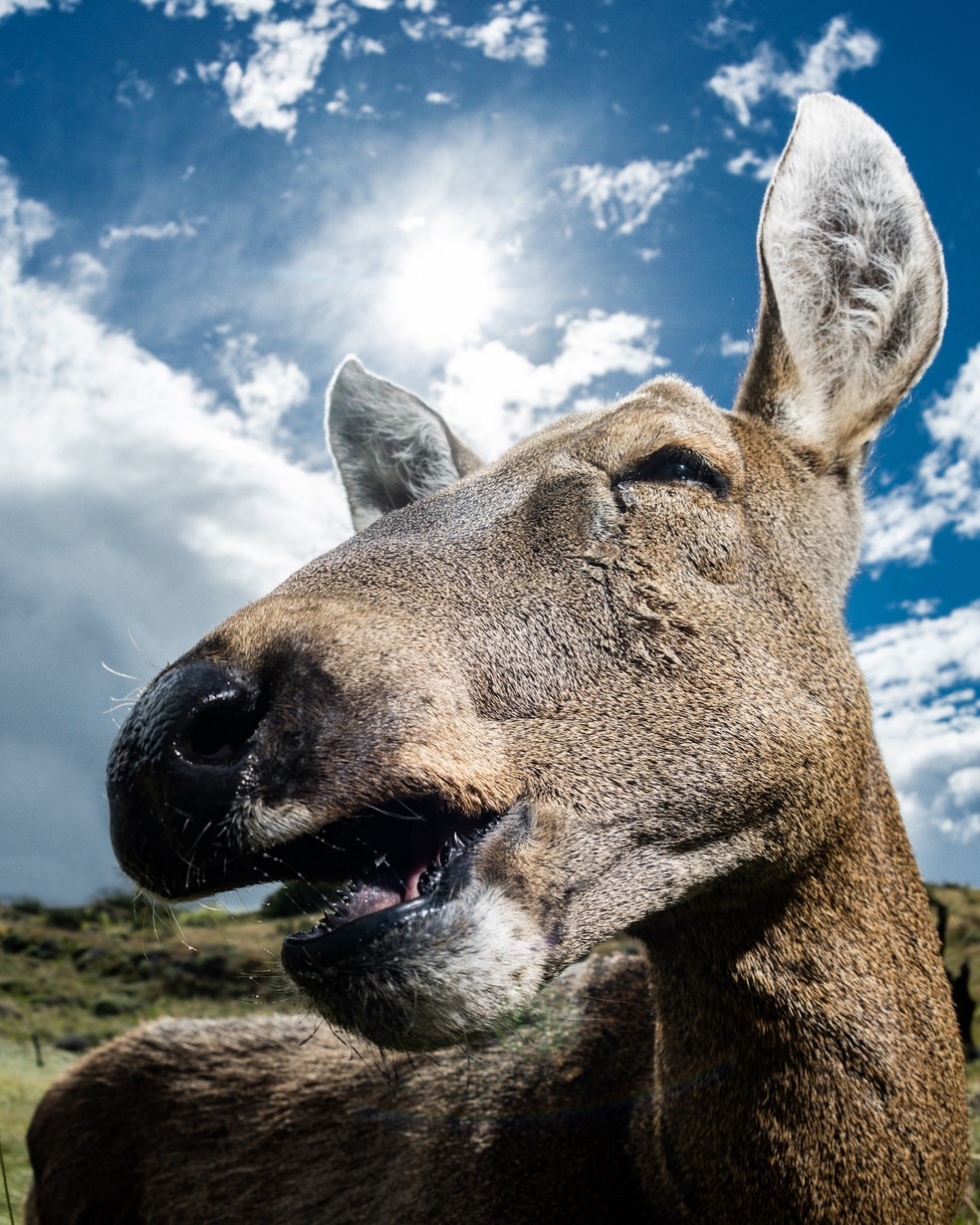Frente a frente com um dos grandes felinos das Américas | Terra da ...
