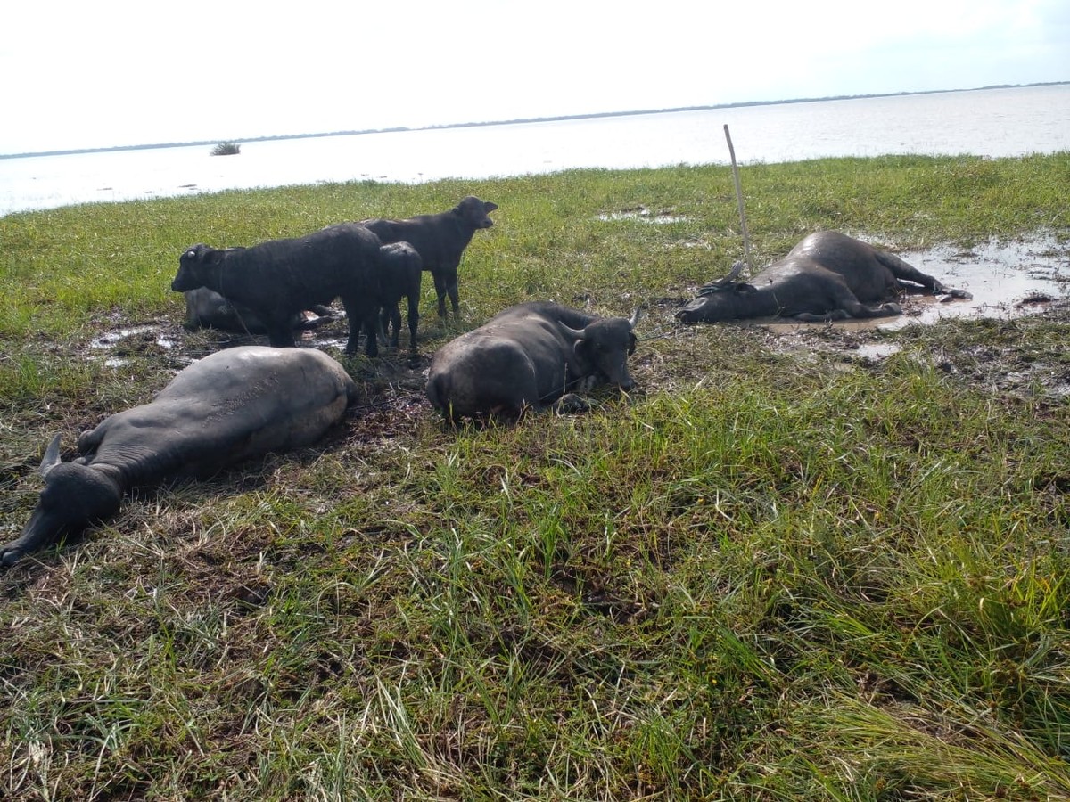 Furto E Matança De Búfalos Assusta Pecuaristas No Marajó Pará G1