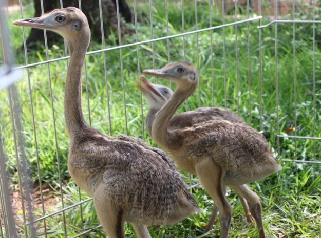 G1 - Filhotes de ema e de arara em extinção nascem no zoo de Sorocaba ...