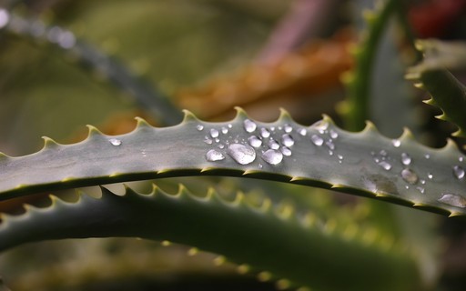Babosa: conheça as propriedades da planta e saiba como cultivar - Casa ...