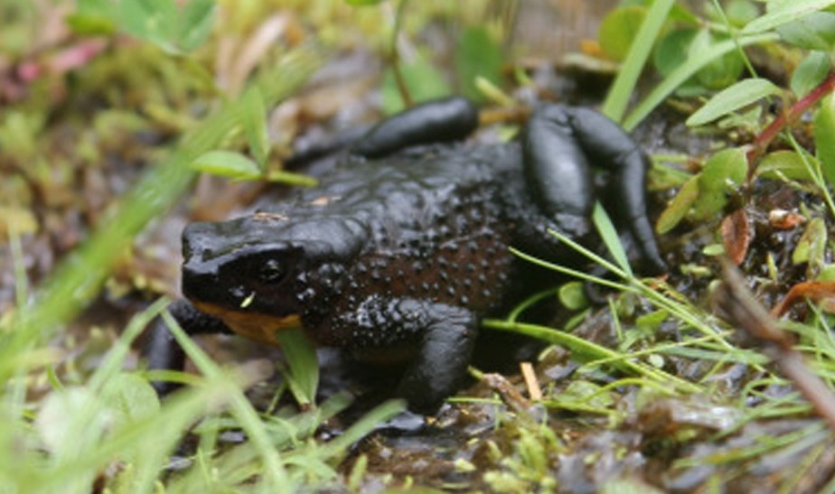 32 espécies de sapos consideradas extintas são redescobertas no Equador ...