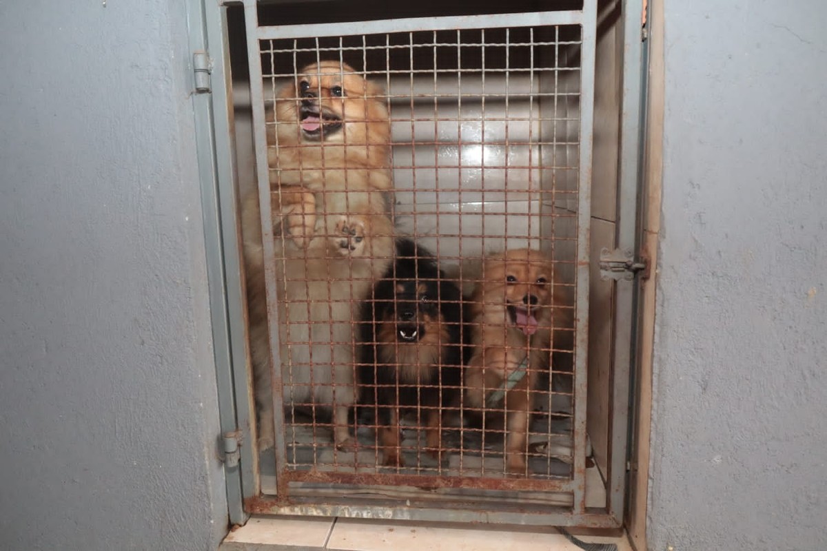 Proprietária de canil ilegal de Suzano perde guarda de animais ...