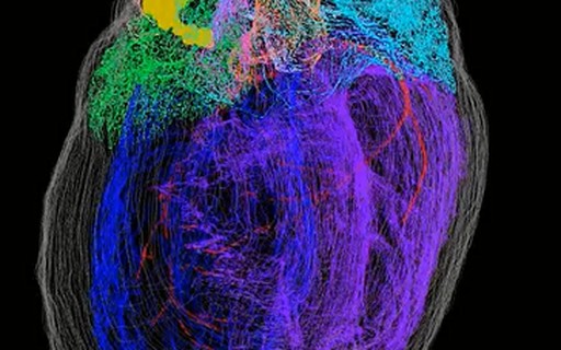 Primeiro mapa 3D de neurônios do coração revela complexidade do órgão ...