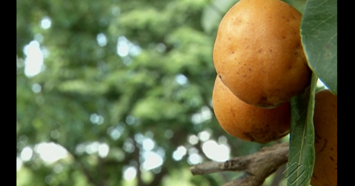 G1 - Taperebá é como ouro para agricultores de Curionópolis - notícias ...