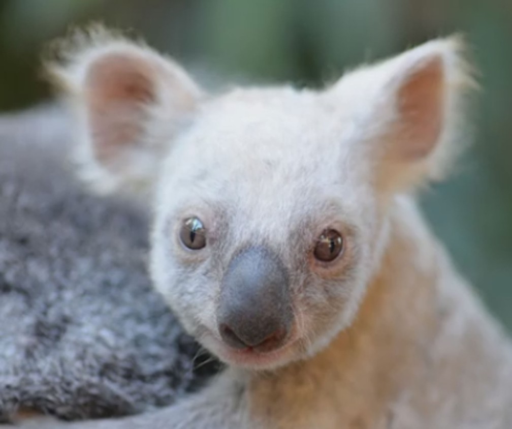 Zoológico apresenta bebê coala branca na Austrália | Natureza | G1