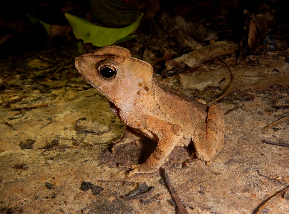 Musculosos por natureza: sapos ficam 'bombados' para facilitar ...