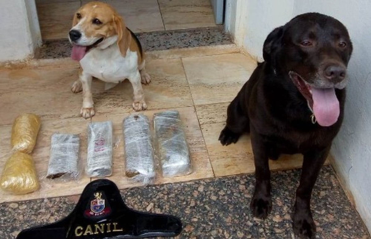 Pm Apreende Quase 3 Quilos De Drogas Em Araraquara Com A Ajuda De Cães
