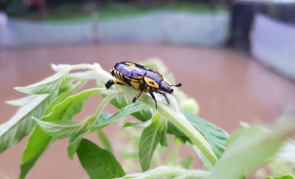 Marimbondo constrói ninho com barro para abrigar o adulto, os ovos e as ...