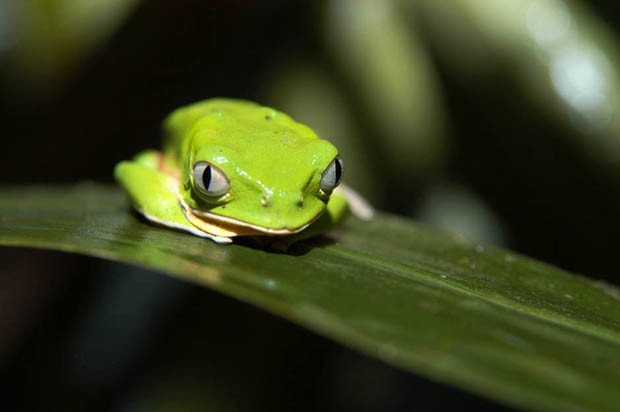 G1 - Filomedusa - notícias em Fauna