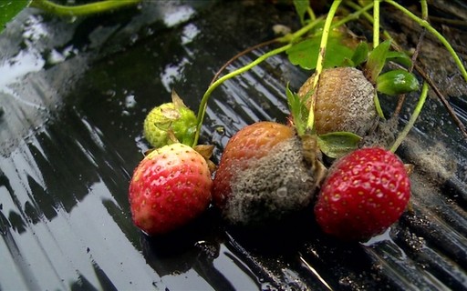 Como evitar manchas escuras em morangos - Revista Globo Rural | Vídeos