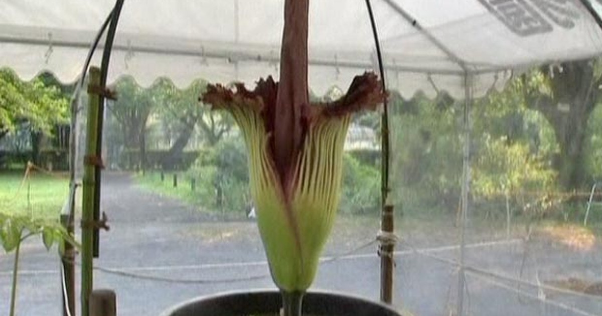 G1 - Flor fedorenta de 1,5 m atrai multidão no Japão - notícias em Mundo