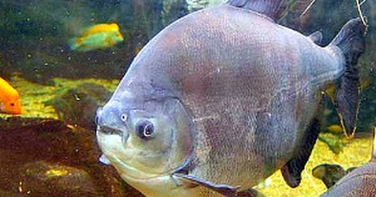 G1 - Pesquisa avalia o cultivo de tambaqui em tanques-rede recicláveis ...