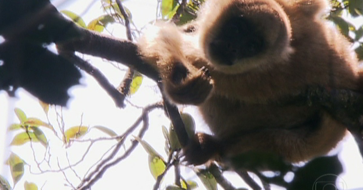 Globo Repórter - O maior primata das Américas vive na Mata Atlântica: é ...
