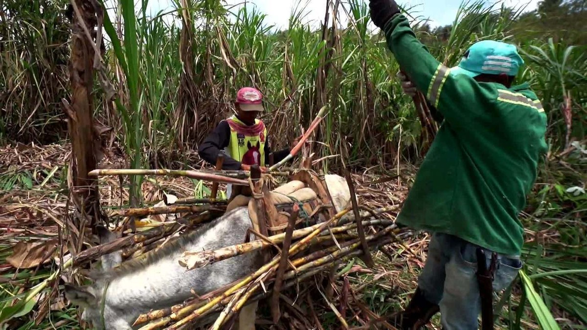 Veja os destaques do Globo Rural deste domingo (26/12/2021) | Globo ...