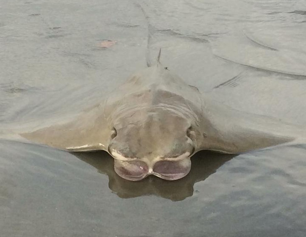 Raias aparecem mortas na praia do Embaré, em Santos, SP | Santos e ...