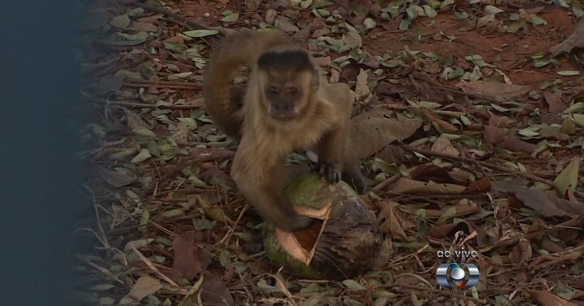 G1 - Macacos do Parque Areião vão passar por exames e ser monitorados ...