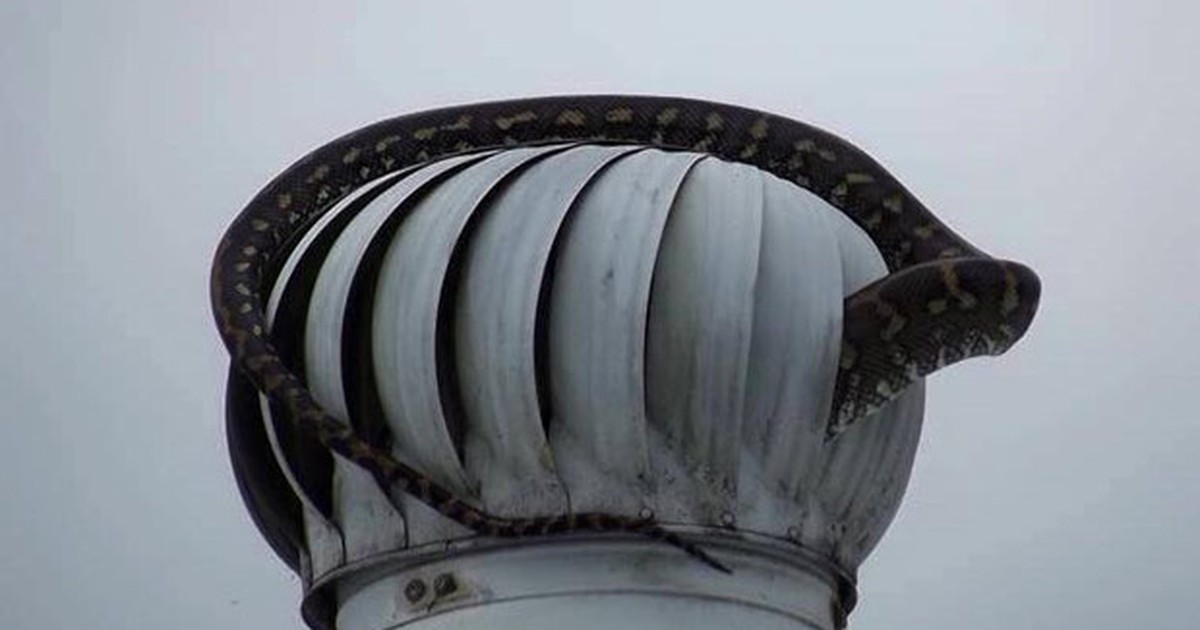 G1 - Cobra enorme tenta entrar por sistema de ventilação na Austrália ...
