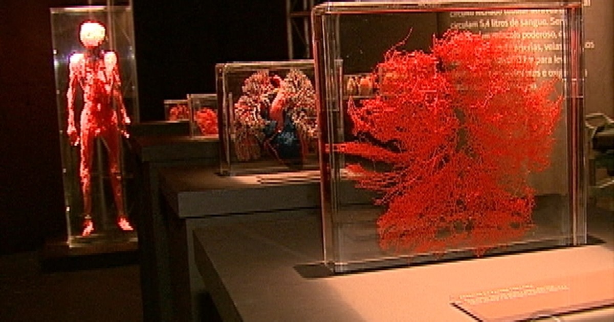G1 - Exposição em Florianópolis mostra anatomia humana com corpos reais ...