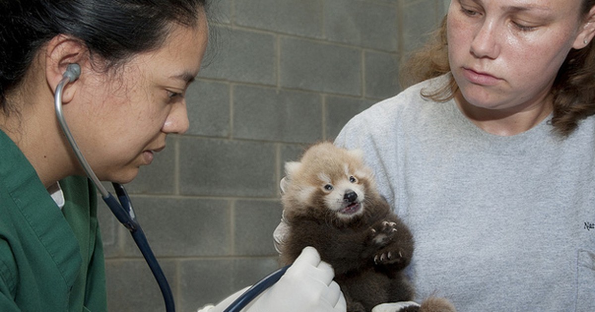 Natureza - Quatro filhotes de panda-vermelho nascem em zoo dos Estados ...