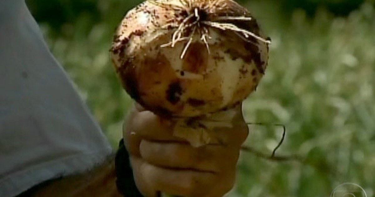 Agronegócios - Produção da cebola é fonte de renda lucrativa na Zona da ...