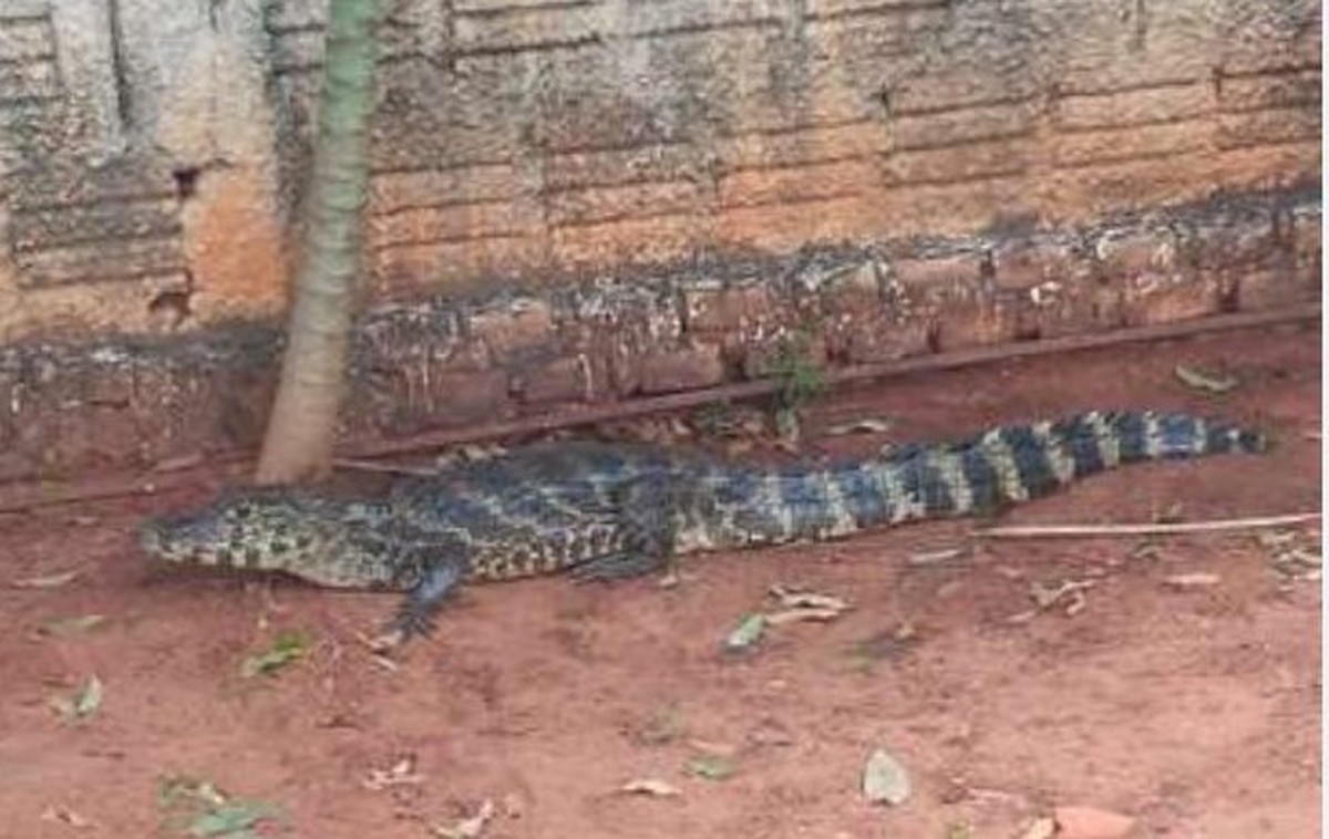 Jacaré que passeava por ruas de cidade do interior de MS é resgatado ...