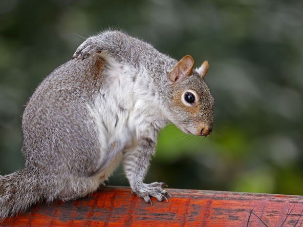 G1 - Esquilos fazem sucesso em parque da África do Sul; veja fotos ...
