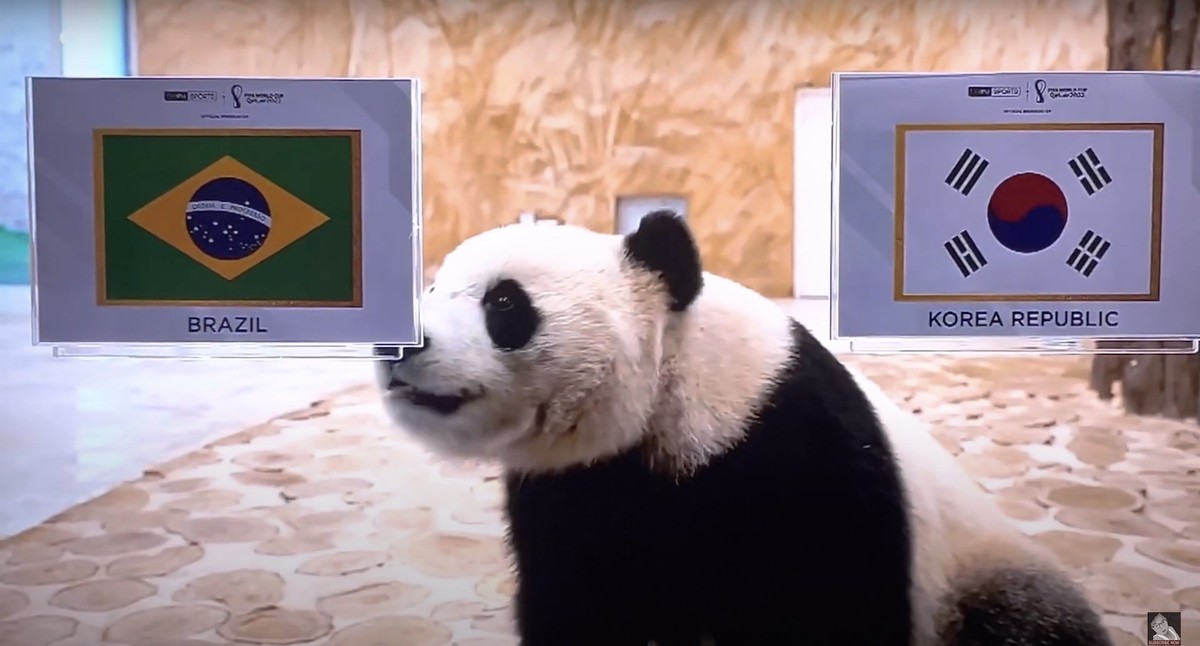 'Animais videntes' cravam vitória do Brasil contra a Coreia do Sul ...