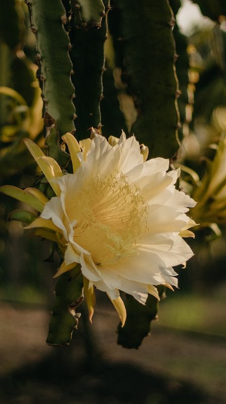 Conheça a flor-de-pitaya, exótica e medicial