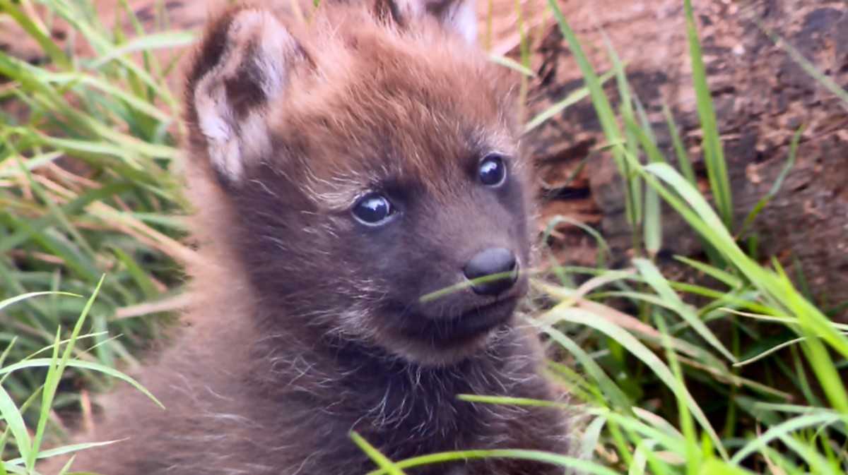 Enquete: Escolha o nome do novo filhote de lobo-guará do Zoológico de ...