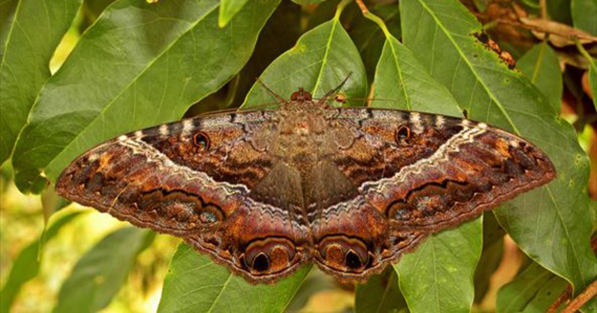 G1 - Bruxa - notícias em Fauna