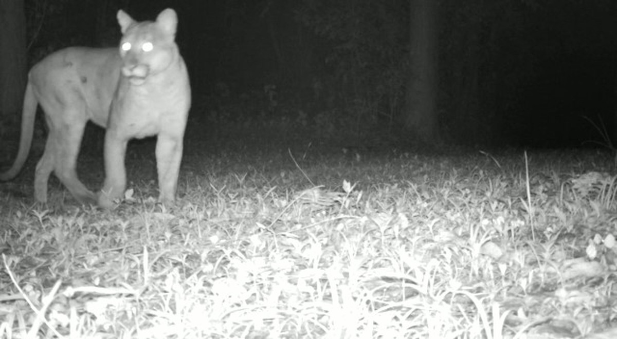 Menina sobrevive a ataque de puma nos Estados Unidos | Mundo | G1