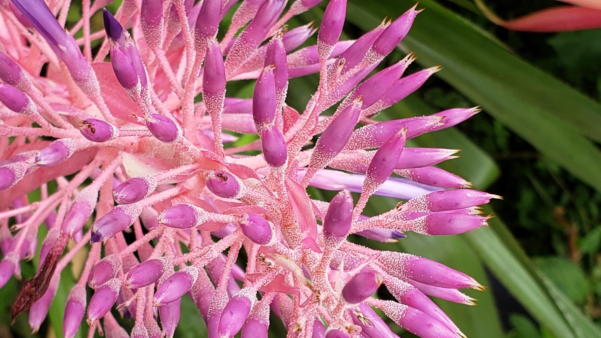Bromélia símbolo do Jardim Botânico floresce e vira atração em Juiz de ...
