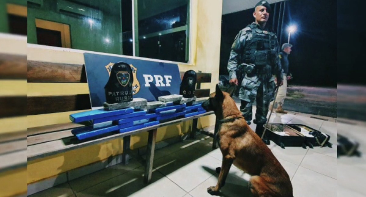 Mais De 14 Kg De Drogas São Encontrados Por Cães Farejadores Em