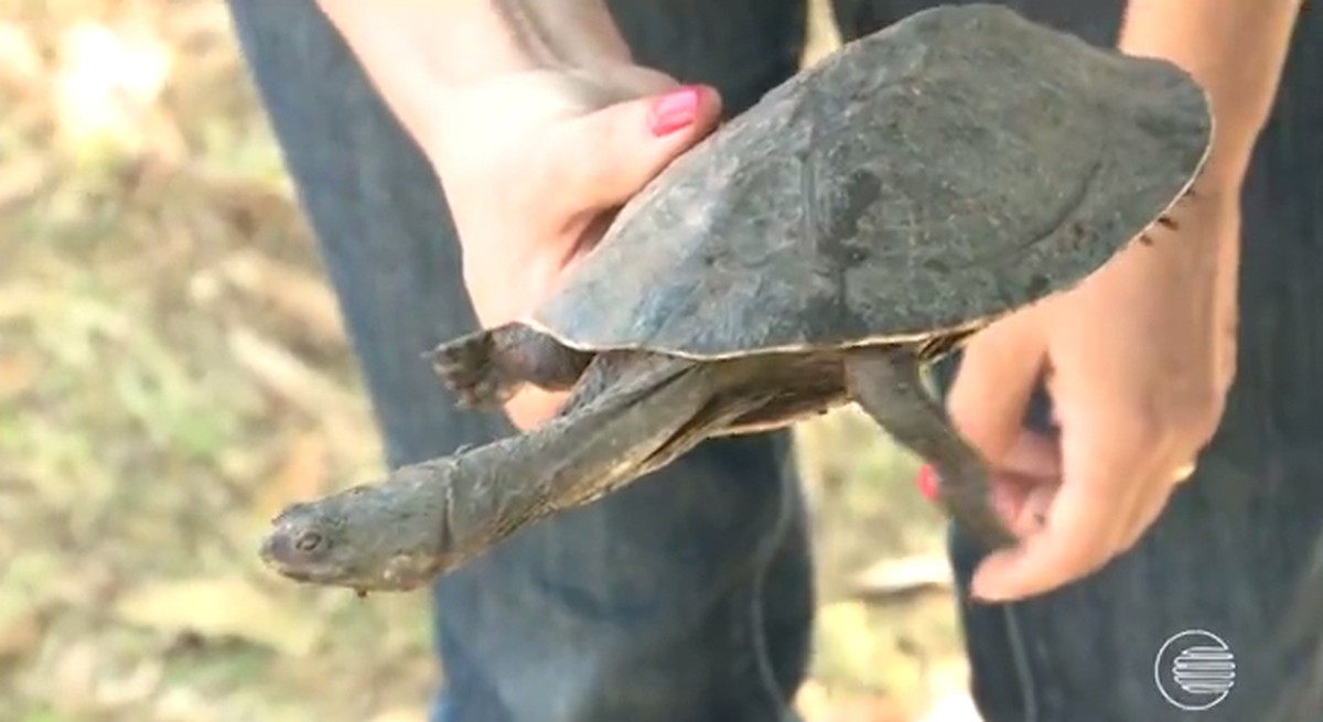 Quase 250 cágados morreram esmagados por veículos só este ano na Zona ...