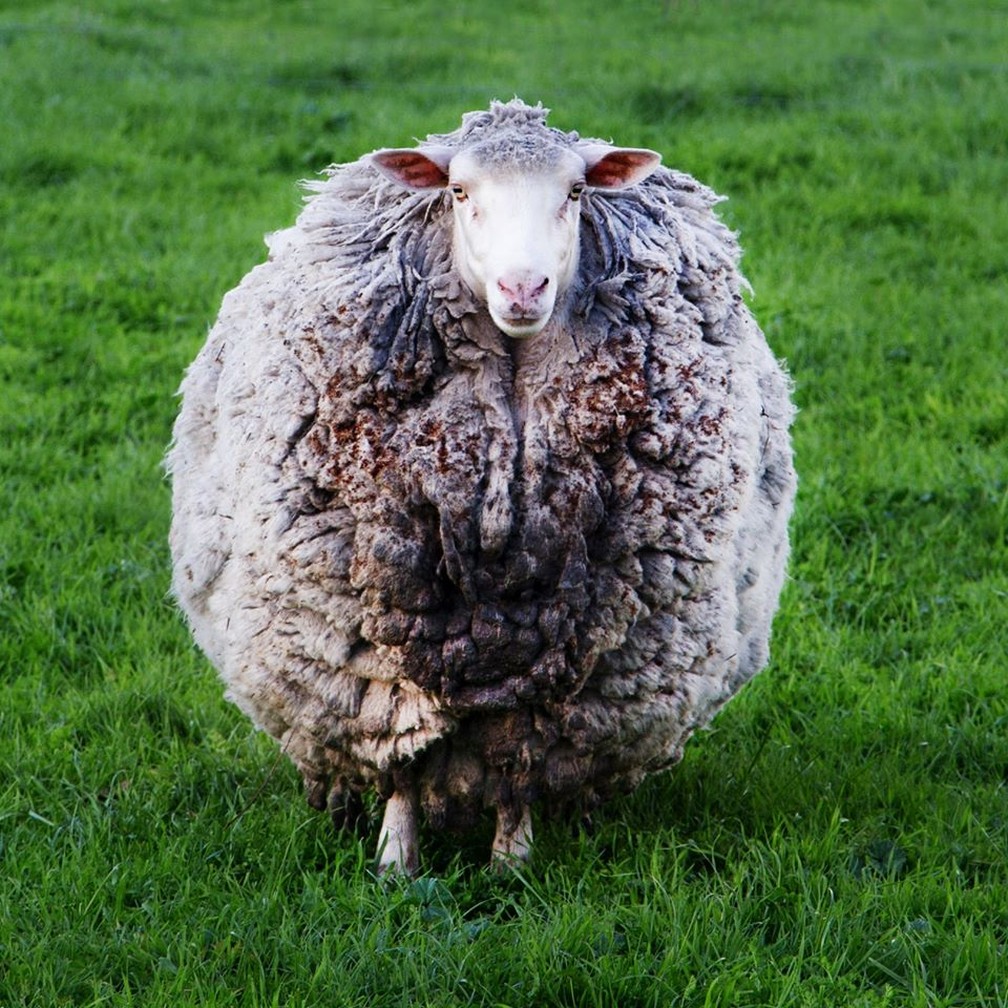 Ovelha perdida reaparece 'gigante' sem tosa após 7 anos e motiva ...