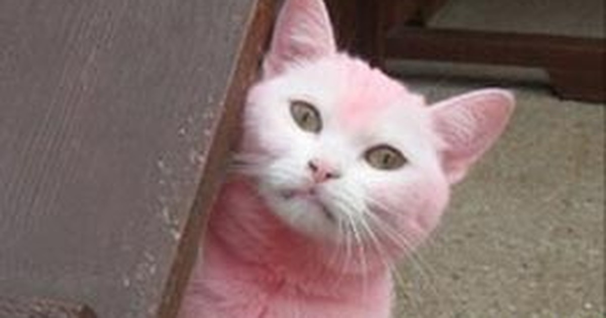 G1 - Jovem que tingiu gata de rosa vai receber animal de volta ...