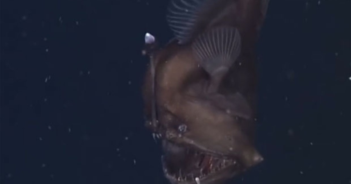 G1 - Raro vídeo de peixe-diabo negro filmado na Califórnia vira hit na ...