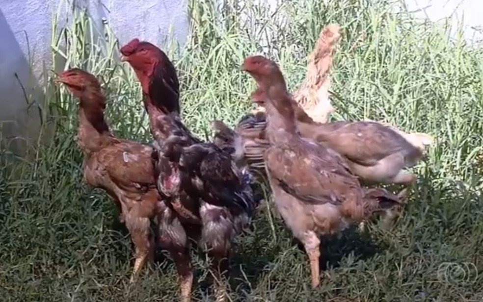 Produtor goiano deixa de investir em gado para criar galos que podem ...